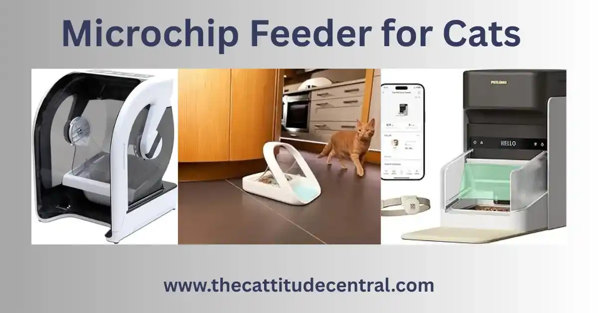 Top Microchip Feeder For Cats | The Cattitude Central
